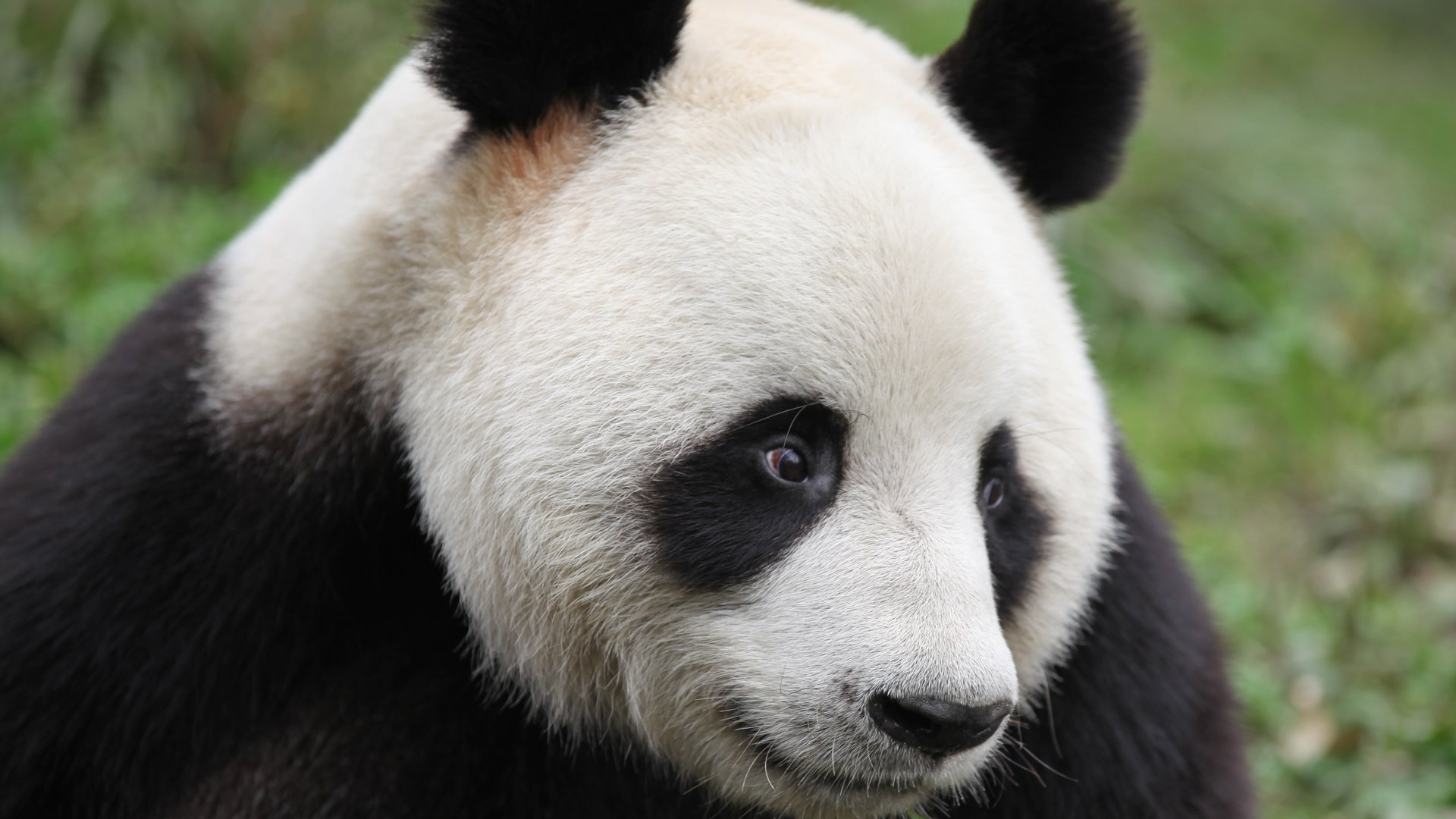 პანდები: შინ დაბრუნება / Pandas: The Journey Home ქართულად